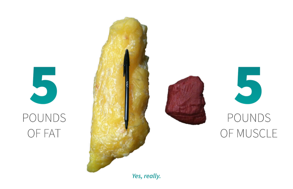 A POUND IS A POUND: Does muscle weigh more than fat? - CardioCast